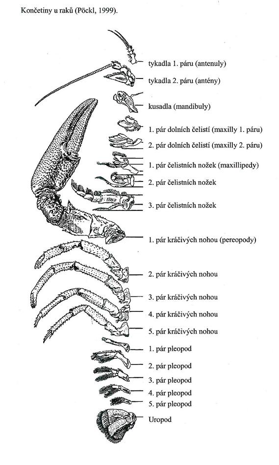 Anatomie raka :: Akva-tera