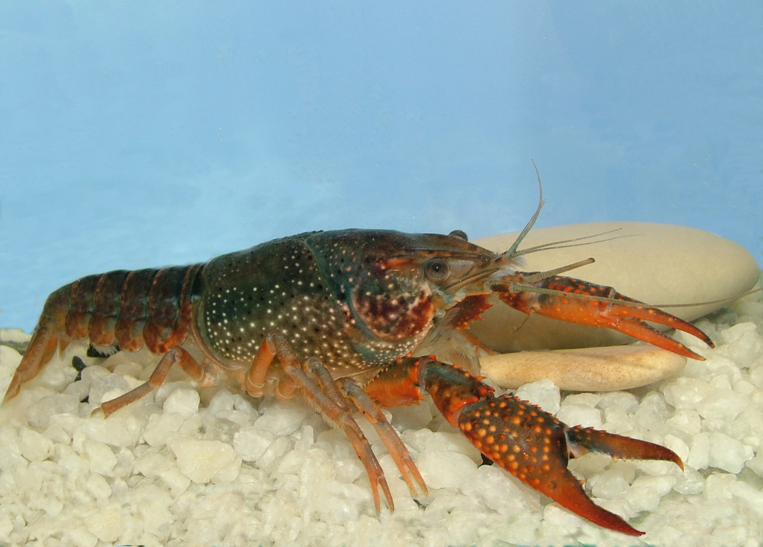Procambarus clarkii :: Akva-tera